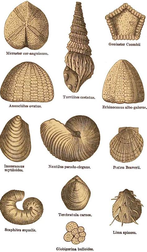 Chalk Fossils Paleontology Geology