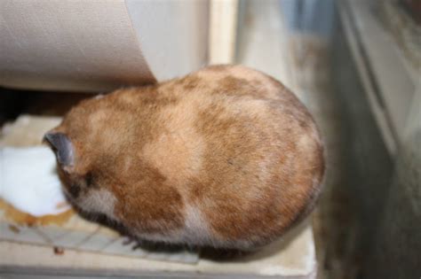 Hamsterzucht München Zucht von Goldhamstern Teddyhamstern und
