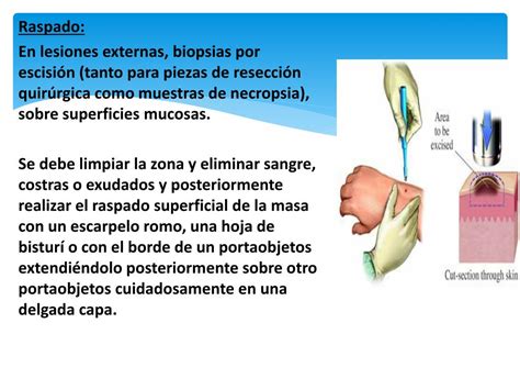 Ppt Citologia Powerpoint Presentation Free Download Id 2005877