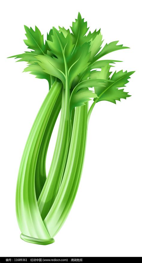 蔬菜芹菜元素图片下载 红动中国