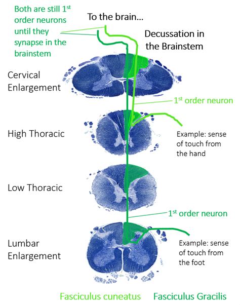 Module 3 Spinal Cord And Reflexes Anatomy 337 Ereader