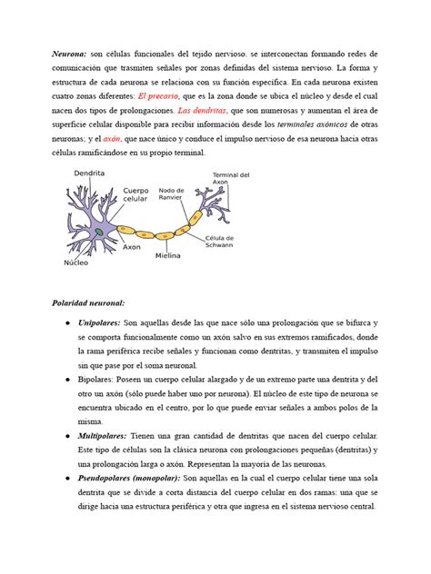 NEURONAS | PDF | Sinapsis | Neurona