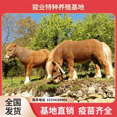 宠物小马驹我的小马驹第7页大山谷图库