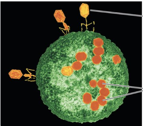 Regulating Gene Expression Flashcards Quizlet