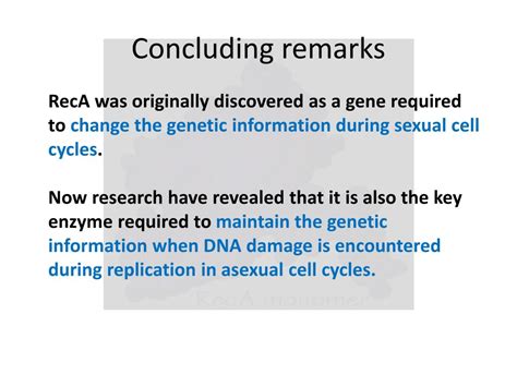 PPT RecA Dependent Recovery Of Arrested DNA Replication Forks