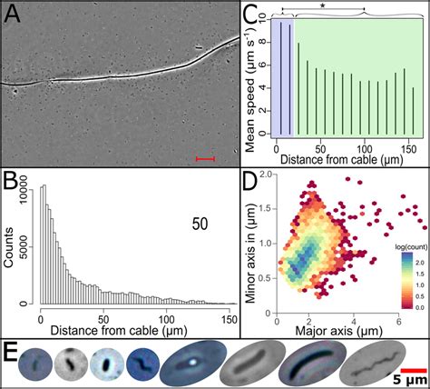 Documentation And Main Properties Of Bacterial Flocks Around Cable