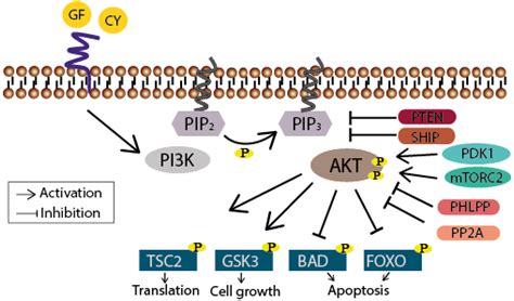 Phosphatidylinositol Pathway