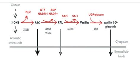 The De Novo Biosynthetic Pathway In S Cerevisiae For Vanillin