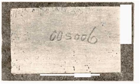 A Xylarium Specimen Of Canarium Stricturn Riddled By Minthea Rugicollis