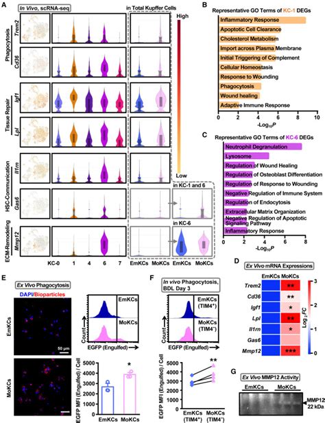 Monocyte Derived Kupffer Cells Dominate In The Kupffer Cell Pool During