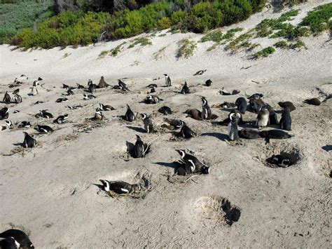 The Famous Boulders Beach Penguins · Traveljack