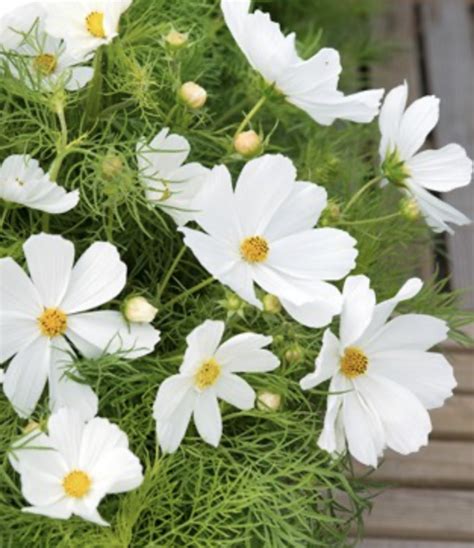 Cosmos Candyfloss White