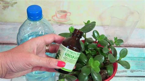 Готовим стимуляторы роста растений в домашних условиях | Mini garden ...