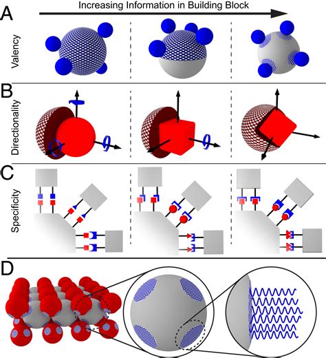Colloidal Interactions Get Patchy And Directional Pnas