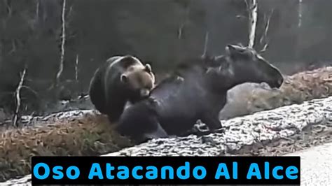Cuando El Oso Ataca Al Alce YouTube