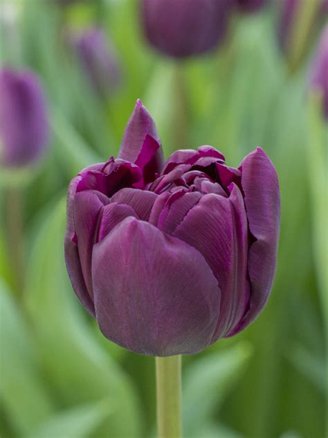 Python® Tulip Van Haaster Nevada Bv
