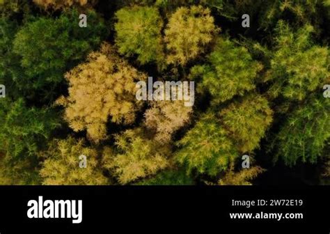 Deciduous Trees Conifers Nature Stock Videos And Footage Hd And 4k