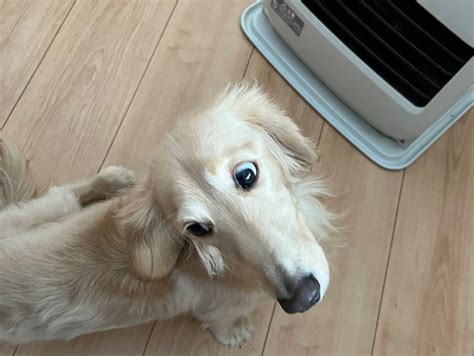 雪とジジ Xxx私と日常と時々ステッチxxx