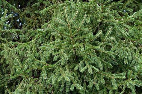 12 Fast Growing Evergreen Trees For Quick Privacy