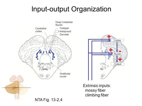 Cerebellum John H Martin Phd Center For Neurobiology And Behavior