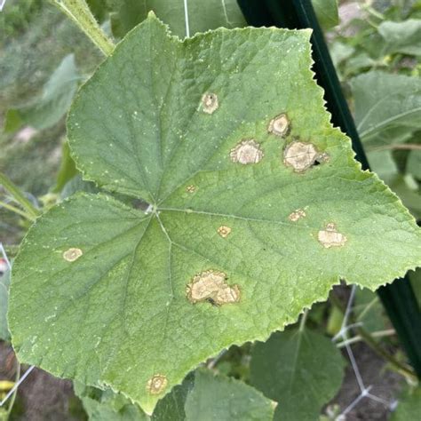 15 Common Diseases On Cucumbers