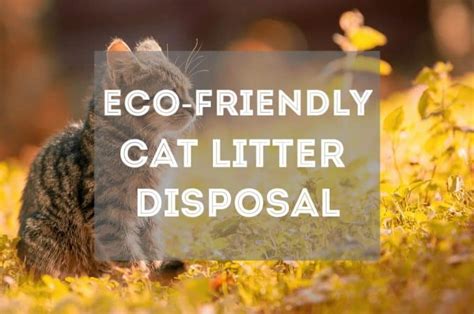 10 Best Eco Friendly Cat Litters Earth Friendly And Biodegradable