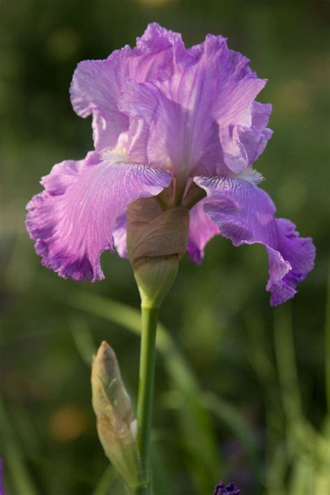 Iris Italic Ice Ornamental Grasses Iris Prairie Garden