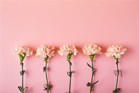 분홍색 카네이션의 꽃다발 핑크 테이블 배경에 카네이션 꽃다발을 가진 휴일 인사말의 디자인 개념 0명에 대한 스톡 사진 및 기타