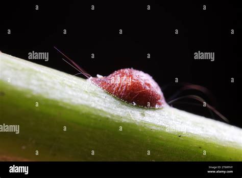 Strange Insects In The Natural Environment Stock Photo Alamy