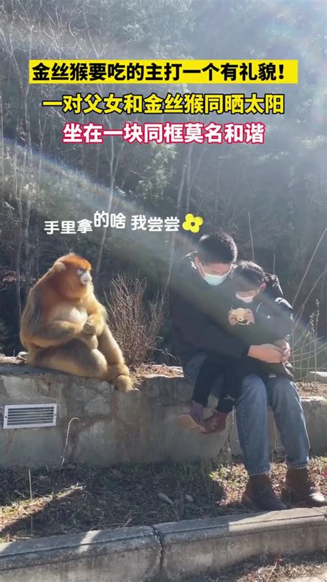 乖巧可爱！一家人外出游玩时偶遇金丝猴礼貌讨食。网友：这个同框有种莫名的和谐