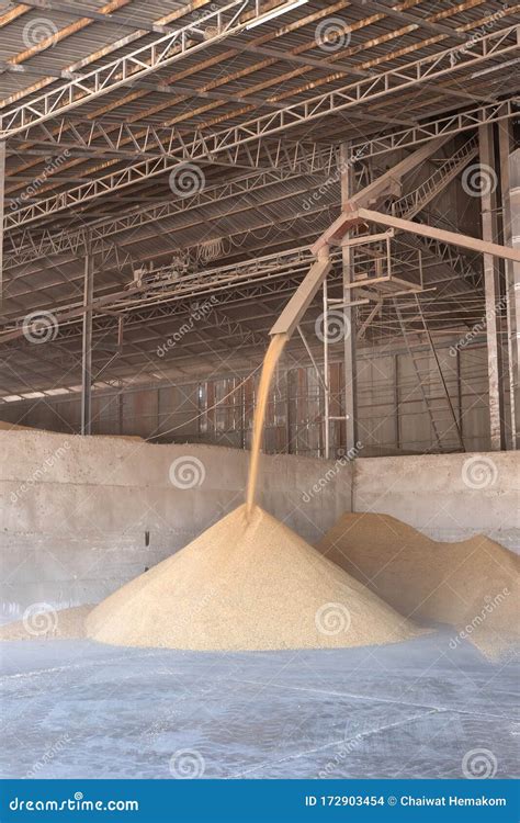 Paddy Is Being Sifted Paddy Stored Paddy Stored After Germination