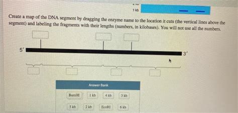 solved 1 kb create a map of the dna segment by dragging the