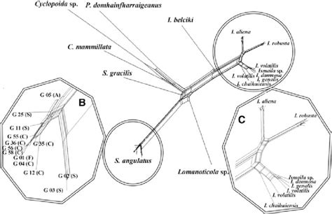 neighbour network computed by splitstree a with magnifications for