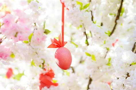 전통적인 달걀 사냥 중에 꽃이 만발한 사과 나무의 가지에 매달려있는 붉은 부활절 달걀의 클로즈업 사진 부활절 날에 봄 공원에서 어린이를위한 파티 부활절 달걀에 대한 스톡