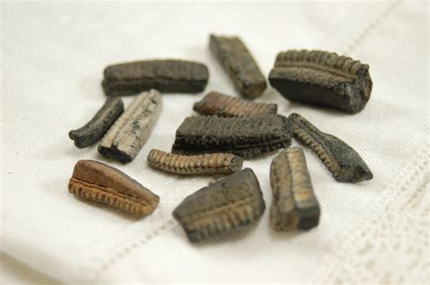 12 Assorted Fossilized Ray Dental Plates Teeth No B13