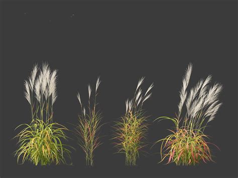 Miscanthus Purpurascens Flame Flippednormals
