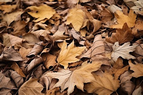 십자가는 나무 앞의 가을 잎에 놓여 있습니다 가을 공원 교회 배경 일러스트 및 사진 무료 다운로드 Pngtree