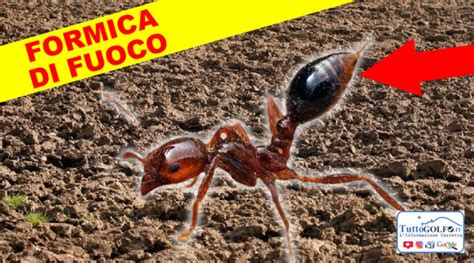 In Italia La Formica Di Fuoco Una Nuova Specie Aliena Le Sue Punture