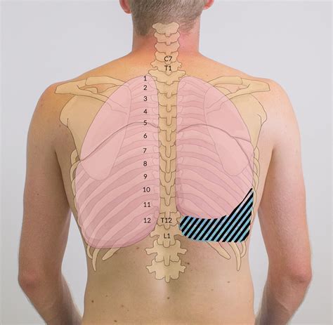 Lung Sound Assessment