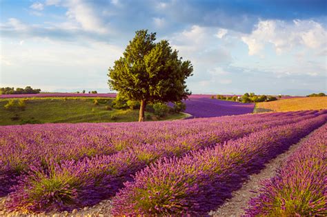 프랑스 프로방스의 발렌솔 근처의 아름다운 보라색 라벤더 밭 꽃이 피는 일몰에 전형적인 Traditoal 프로방스 풍경 따뜻한 빛 0명에 대한 스톡 사진 및 기타 이미지