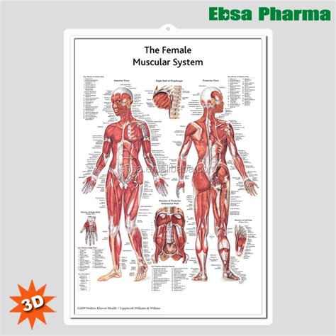 Anatomical Wall Charts 3d Medical Human Anatomy Wall Charts Poster