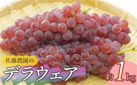 【令和7年産先行予約】 鶴岡市産 デラウェア 約1kg 佐藤農園 山形県鶴岡市 セゾンのふるさと納税