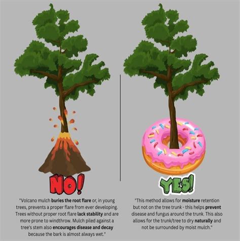 Mulching Around Trees Tree Lafayette