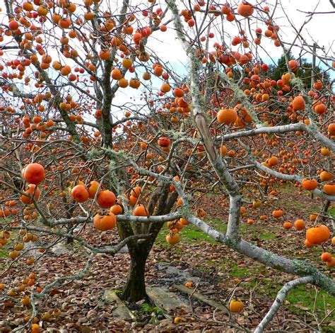 Persimmon Trees Grafted Gingerich Tree Farm