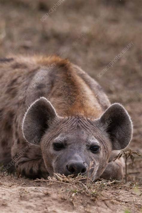Apex Predators You Could Beat In A Fight Tier List Community Rankings