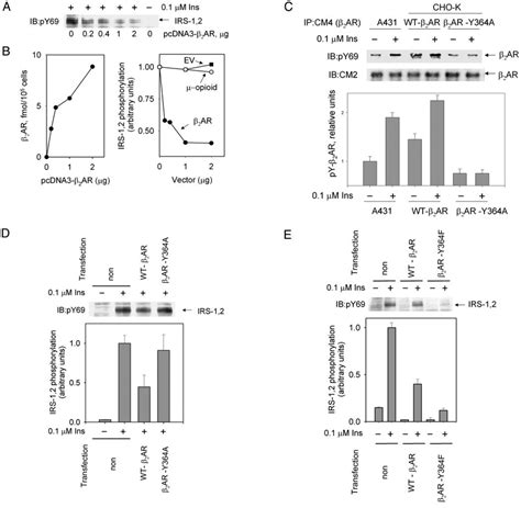 Insulin Dependent Phosphorylation Of IRS 1 2 Proteins Is Inhibited In