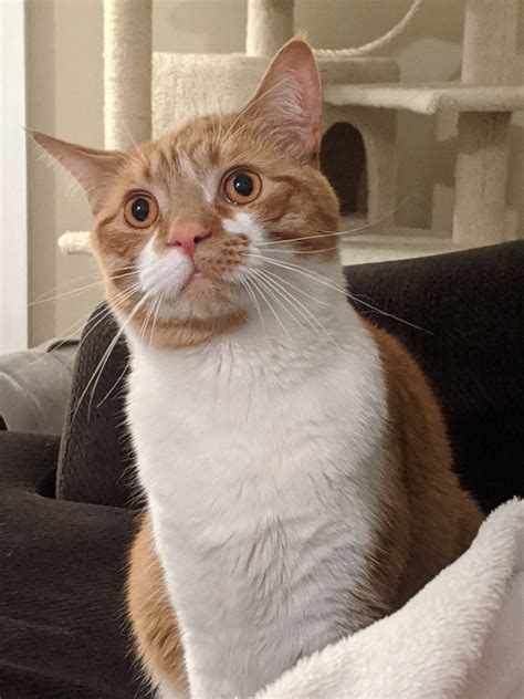 Finding Nemo Cat Adorable Cat To Follow On Instagram Cute Cats