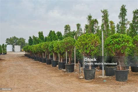 화분에 심은 식물이 많은 야외 식물 종묘장 또는 정원 센터 구름 낀 하늘 아래 검은 화분에 다양한 장식 나무가 줄지어 있습니다 가든 숍 화분에 담긴 나무와 관목의 줄은