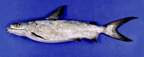 (Ariidae) СЕМЕЙСТВО АРИЕВЫЕ, МОРСКИЕ СОМЫ (Sea catfishes) 28 родов 155 ...