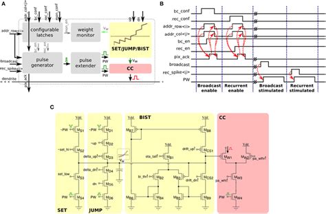 long term plasticity synapse array element a plastic synapse
